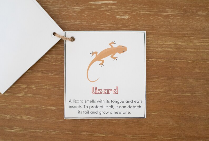 The Desert - Discovery Cards/ A Scavenger Hunt Activity for Kids to Use ...