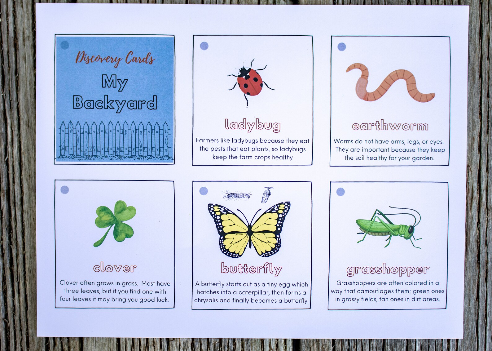 My Backyard- Discovery Cards/ Scavenger Hunt Outside Activity for Kids ...