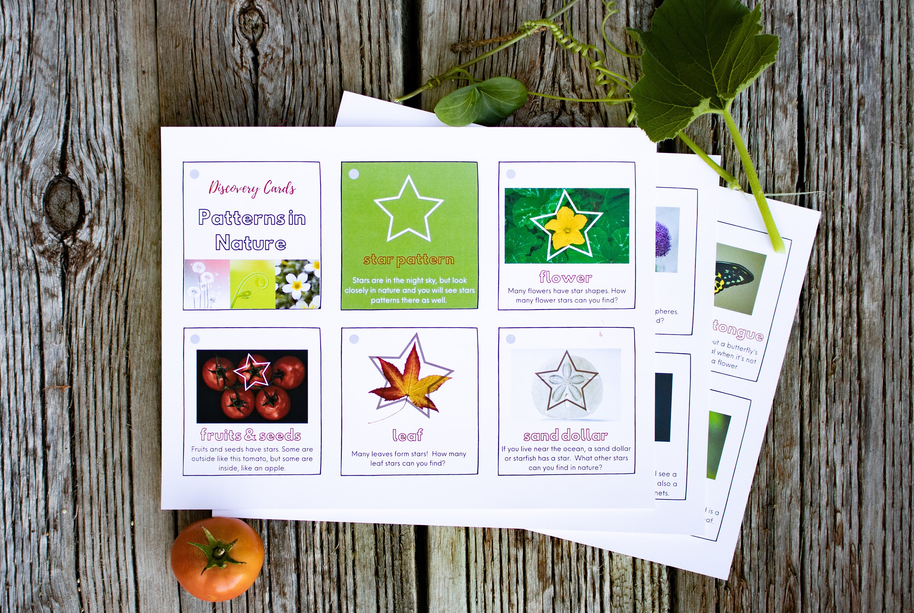 Patterns in Nature- Discovery Cards/ Scavenger Hunt Outside Search and ...