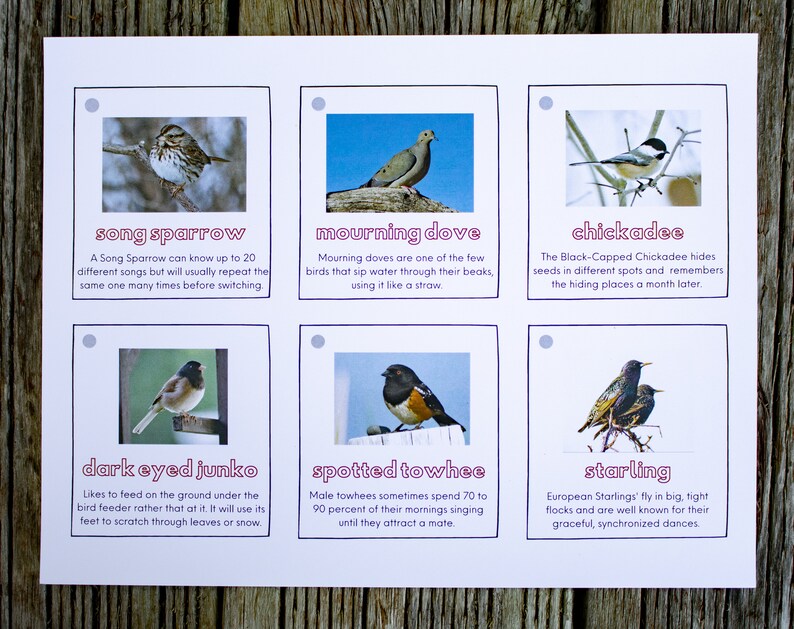 Bird Discovery Cards That Help Kids Identify Backyard Birds and Learn ...