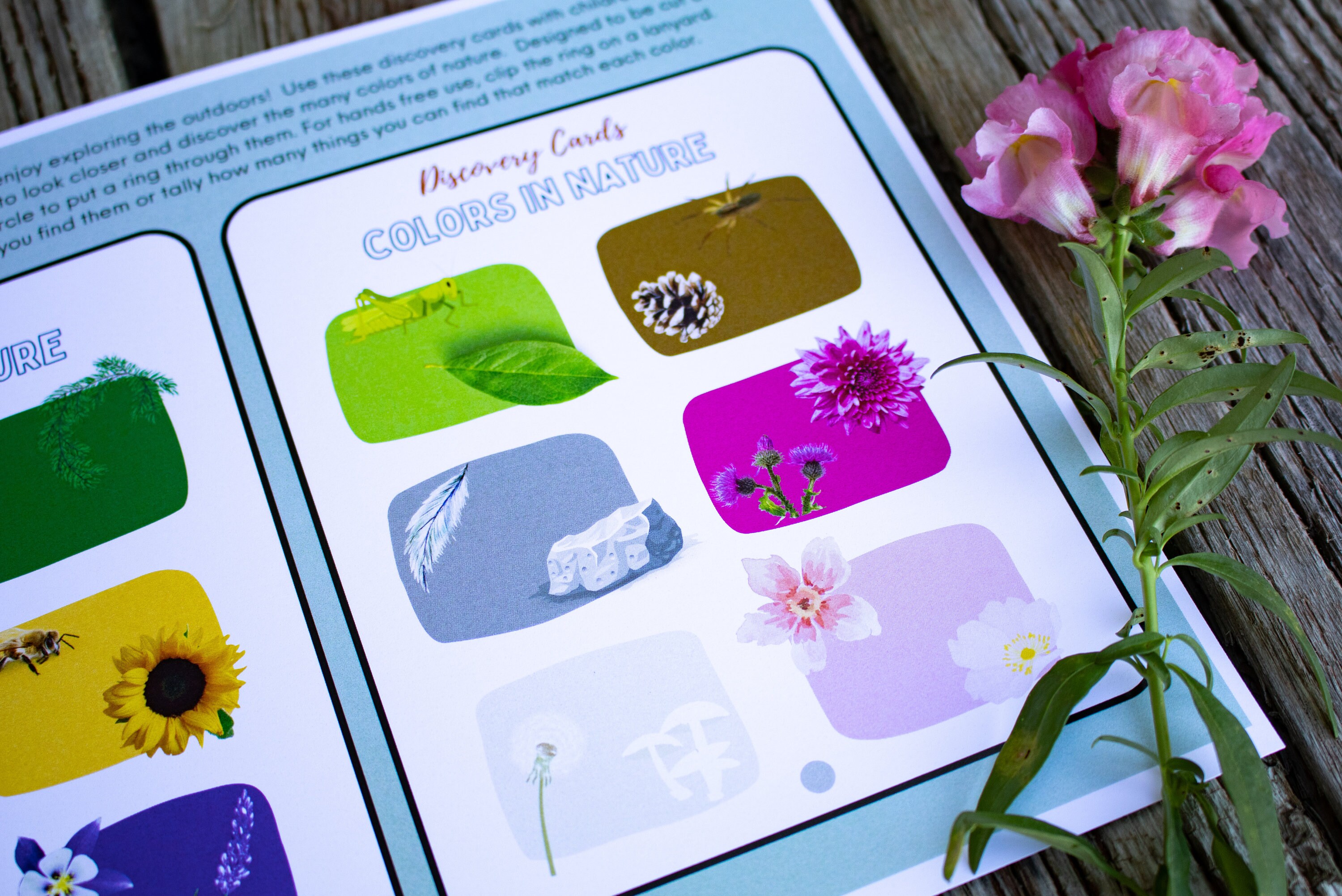 Colors in Nature- Discovery Cards/ Scavenger Hunt, Nature Walk, Kids ...