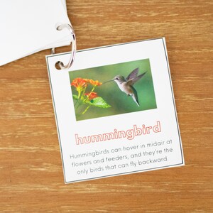 Bird Discovery Cards That Help Kids Identify Backyard Birds and Learn ...