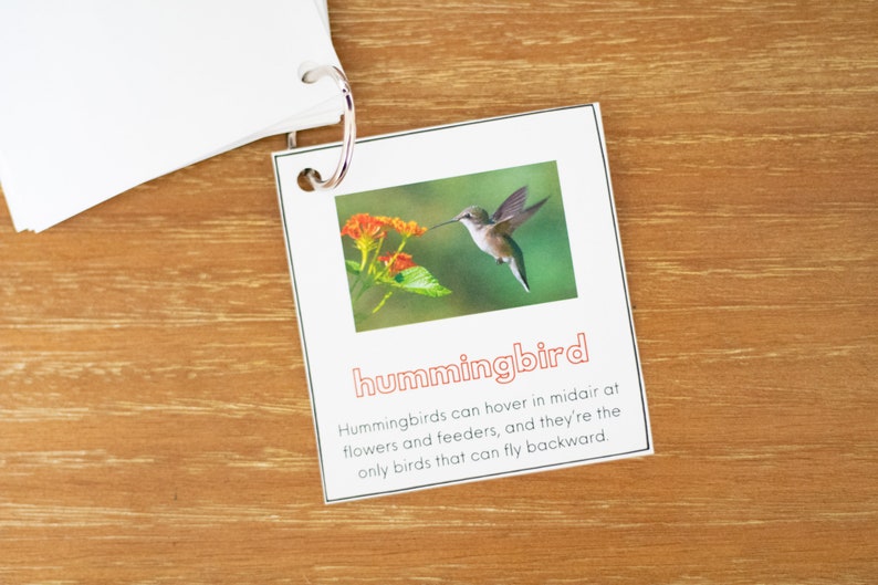 Bird Discovery Cards That Help Kids Identify Backyard Birds and Learn ...