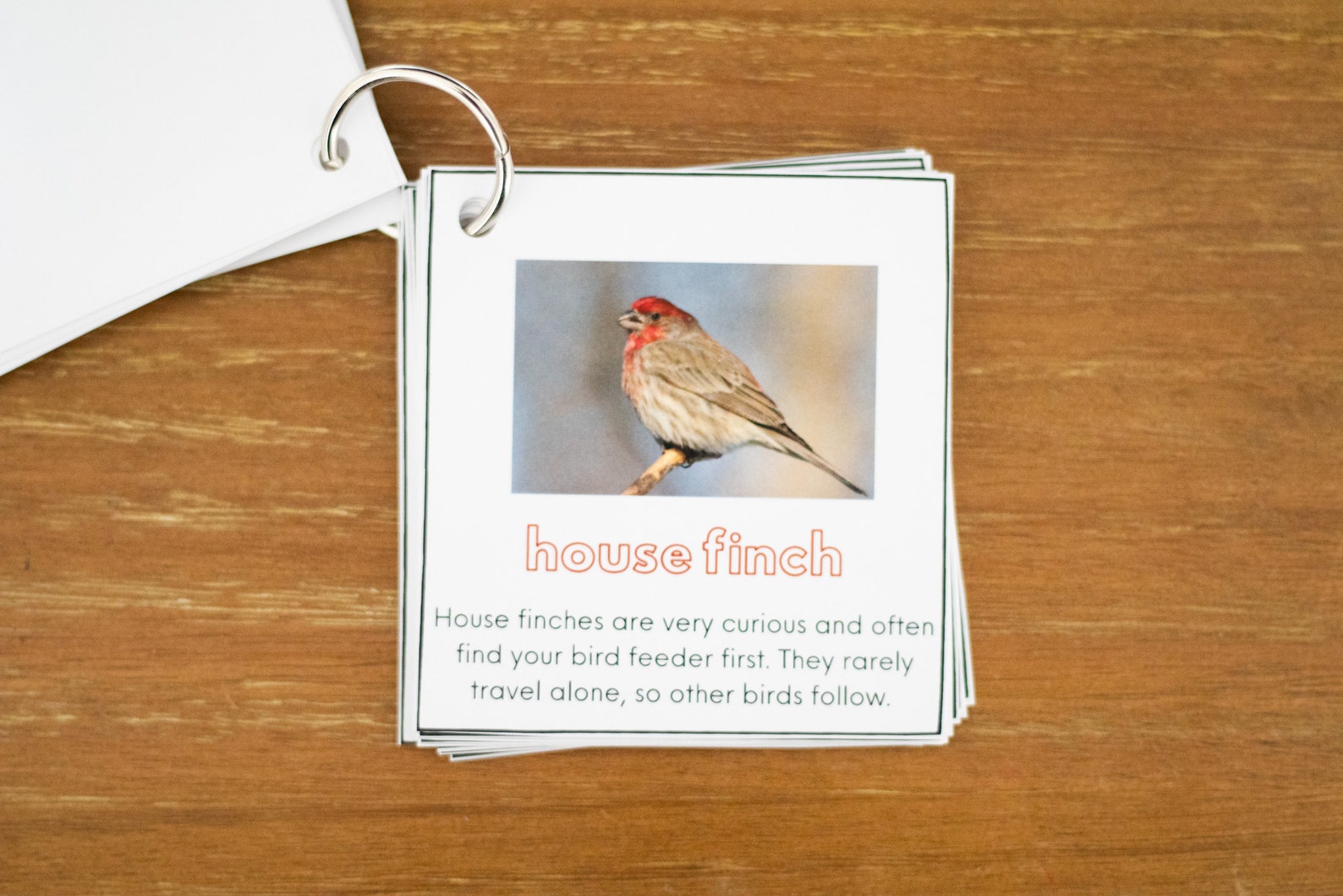 Bird Discovery Cards That Help Kids Identify Backyard Birds and Learn ...