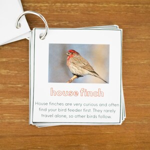 Bird Discovery Cards That Help Kids Identify Backyard Birds and Learn ...