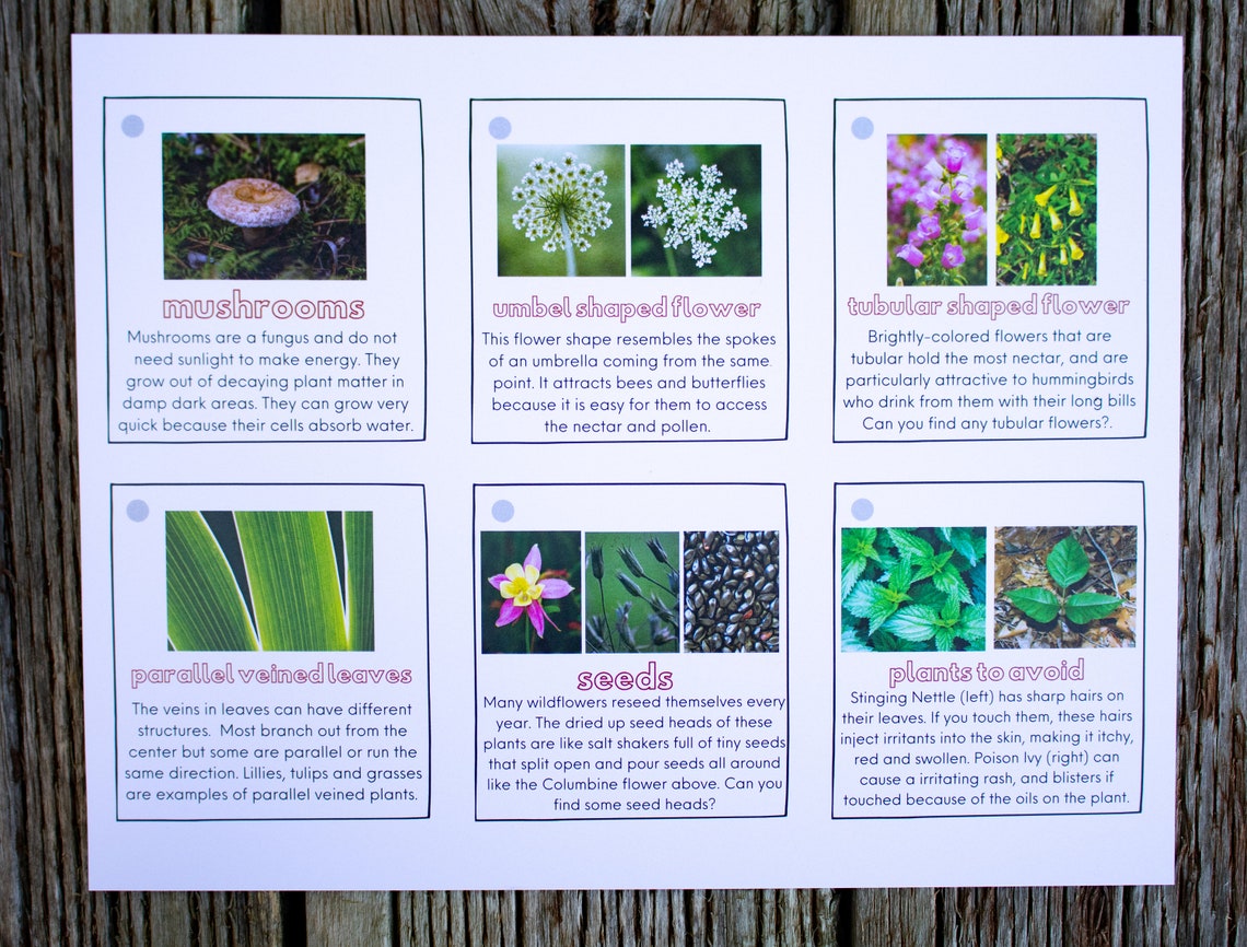 Plants- Discovery Cards/ A Scavenger Hunt Activity for Kids to ...