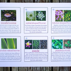 Plants- Discovery Cards/ A Scavenger Hunt Activity for Kids to ...