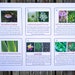 Plants Discovery Cards/ A Scavenger Hunt Activity for Kids to Encourage ...