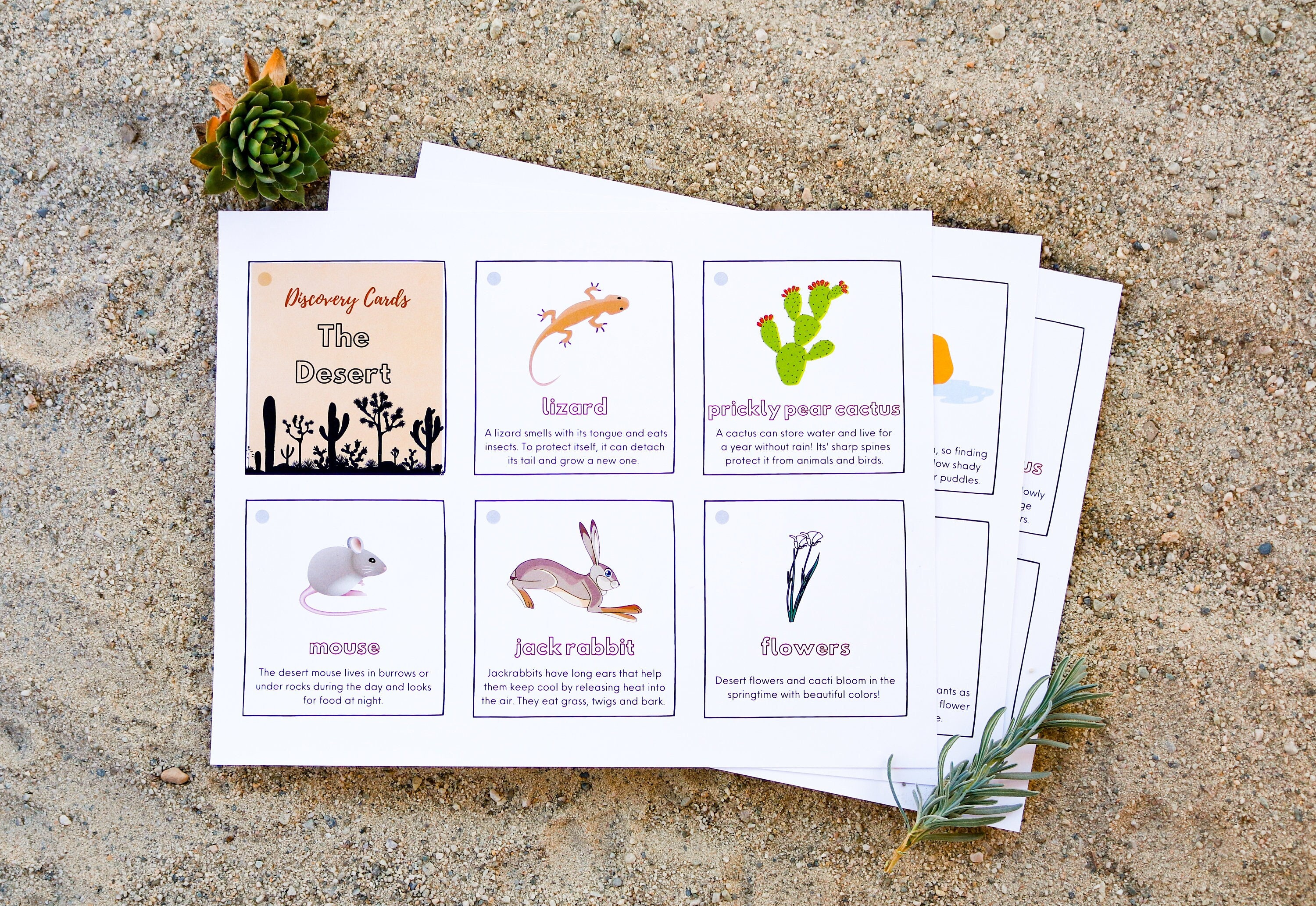 The Desert - Discovery Cards/ A Scavenger Hunt Activity for Kids to Use ...