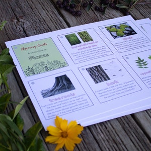 Plants- Discovery Cards/ A Scavenger Hunt Activity for Kids to ...