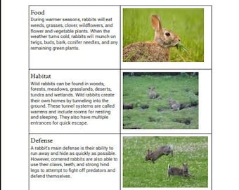 Animal Stories Set 1 Zoology Printable Montessori Cards Digital ...