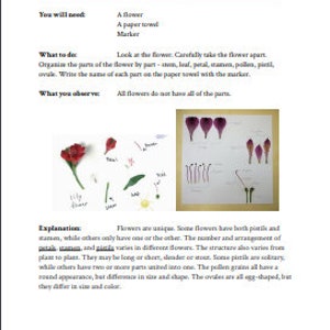 Montessori Botany Experiment Cards - Etsy