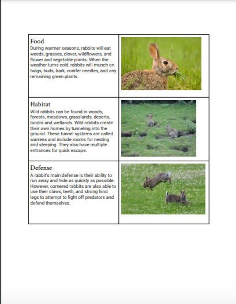 Montessori Animal Stories Cards - Etsy