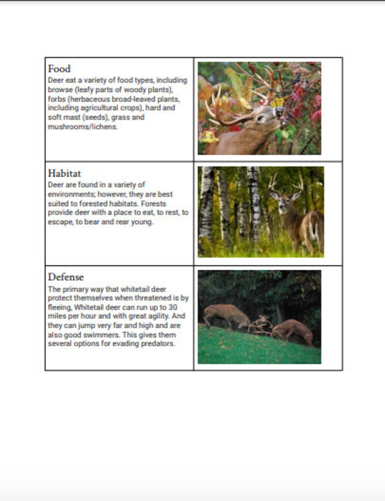 Montessori Animal Stories Cards - Etsy