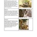 Montessori Animal Stories Cards - Etsy