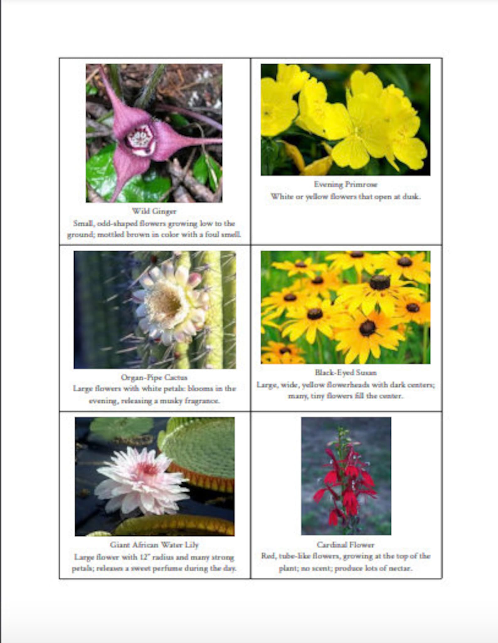 Montessori Pollinators Matching Game - Etsy