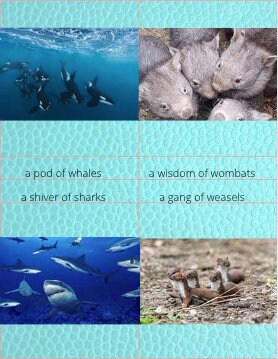 Montessori Animal Collective Nouns - Etsy