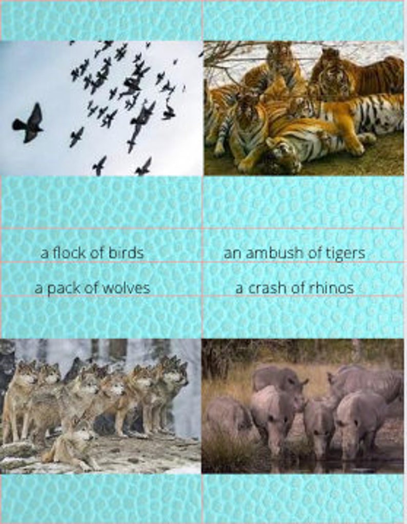 Montessori Animal Collective Nouns - Etsy
