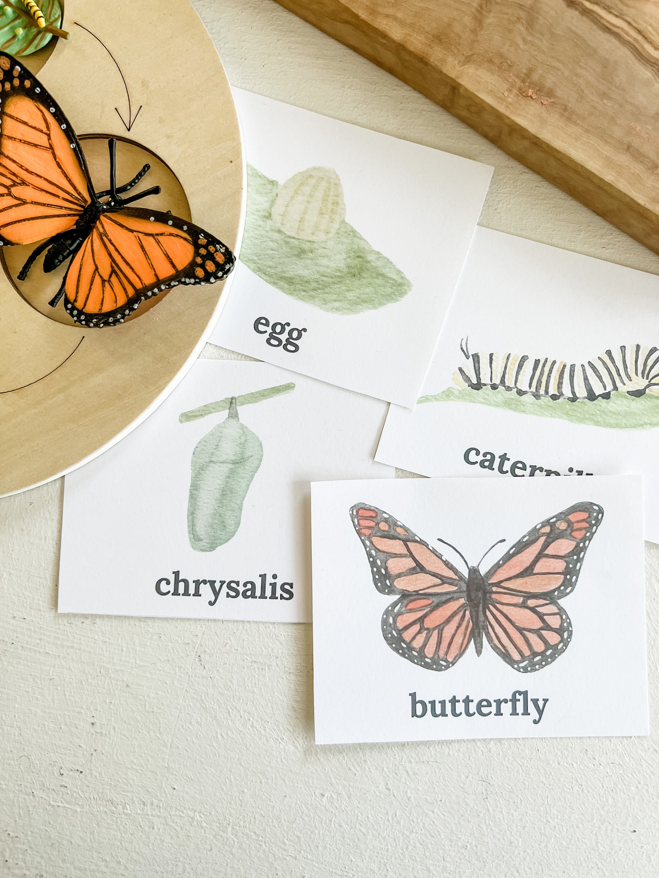 Monarch Butterfly Printable Lifecycle Flashcards Montessori 4 Part Card ...