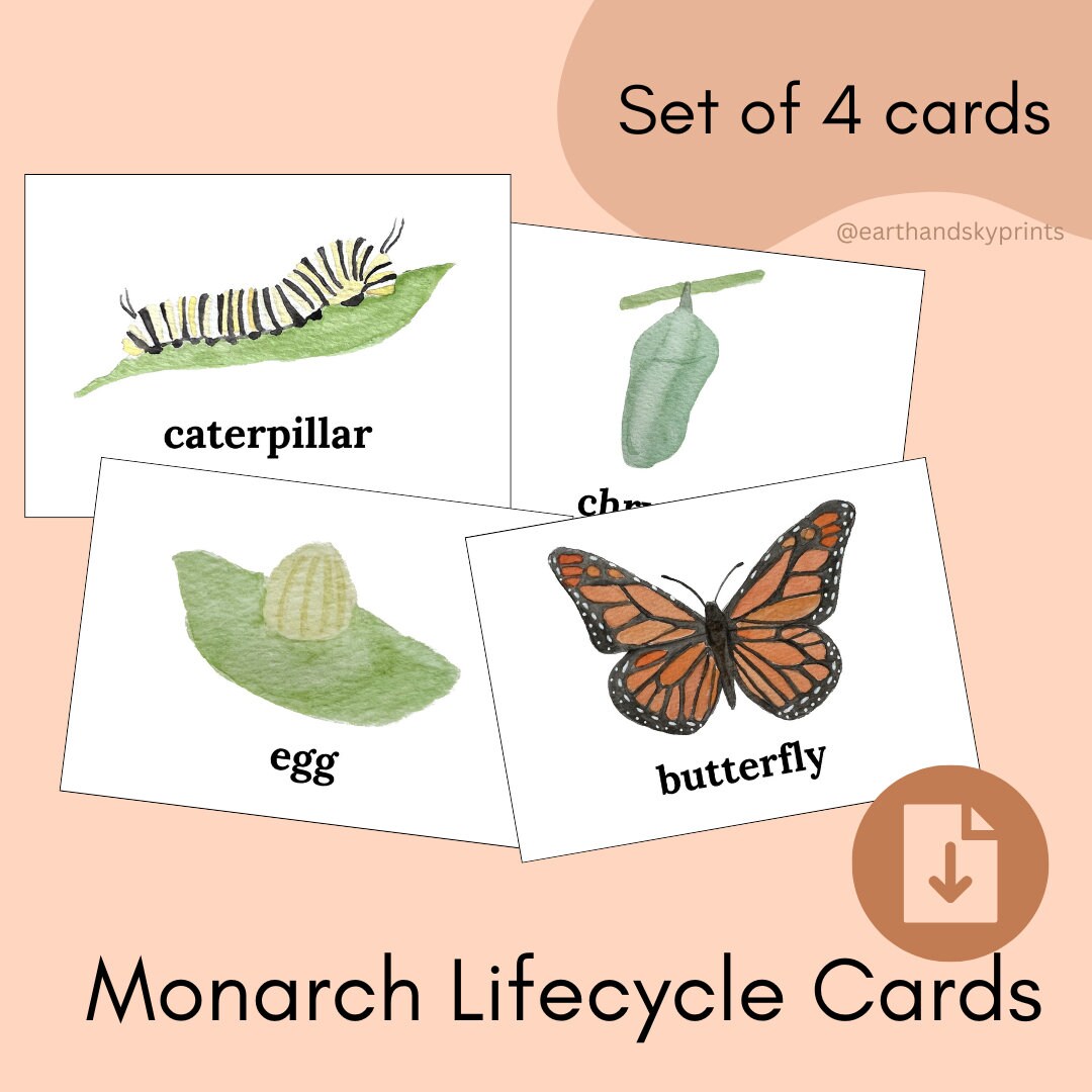 Monarch Butterfly Printable Lifecycle Flashcards Montessori 4 Part Card ...