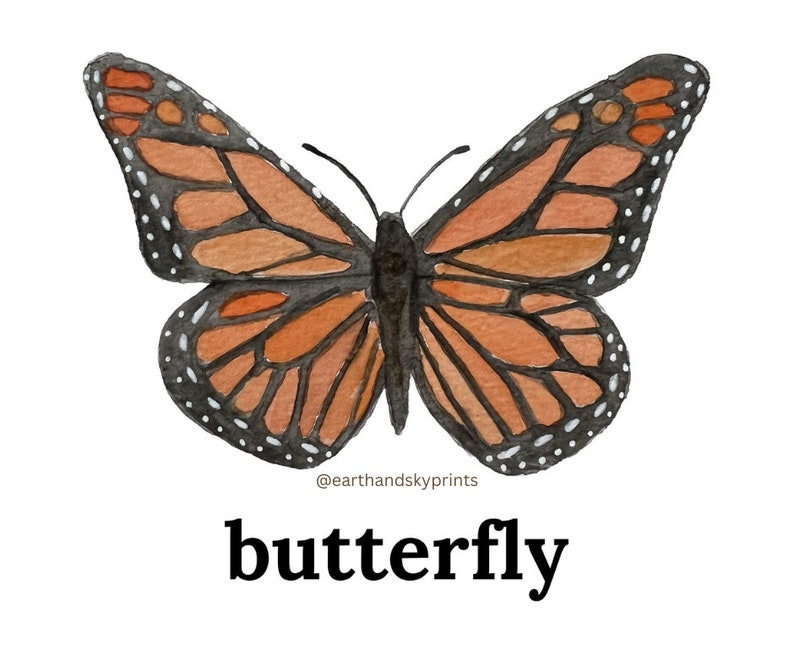 Tarjetas didácticas del ciclo de vida imprimibles de la mariposa ...