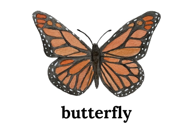 Monarch Butterfly Printable Lifecycle Flashcards Montessori 4 Part Card ...