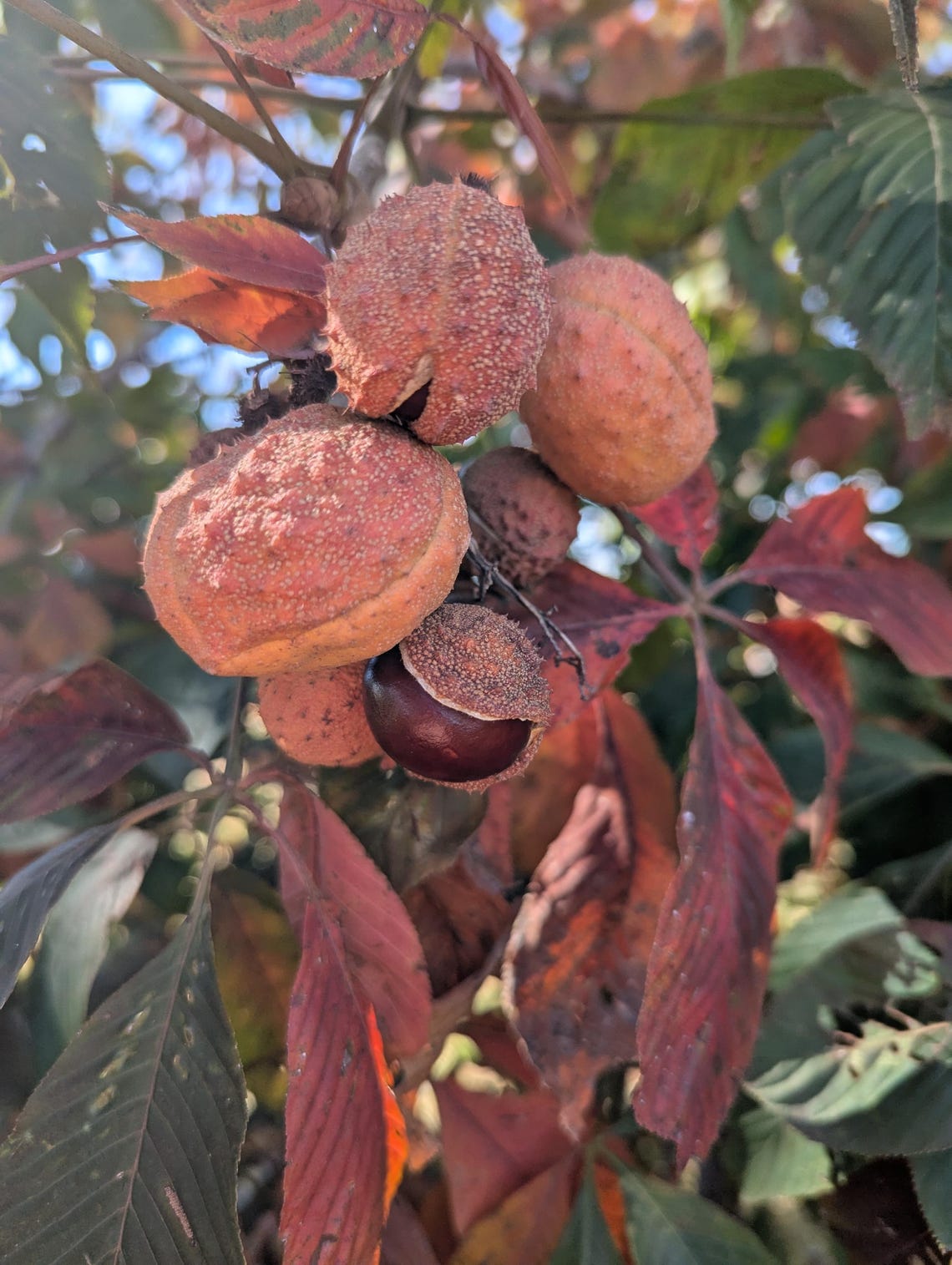 Buckeye Tree Nuts - Etsy