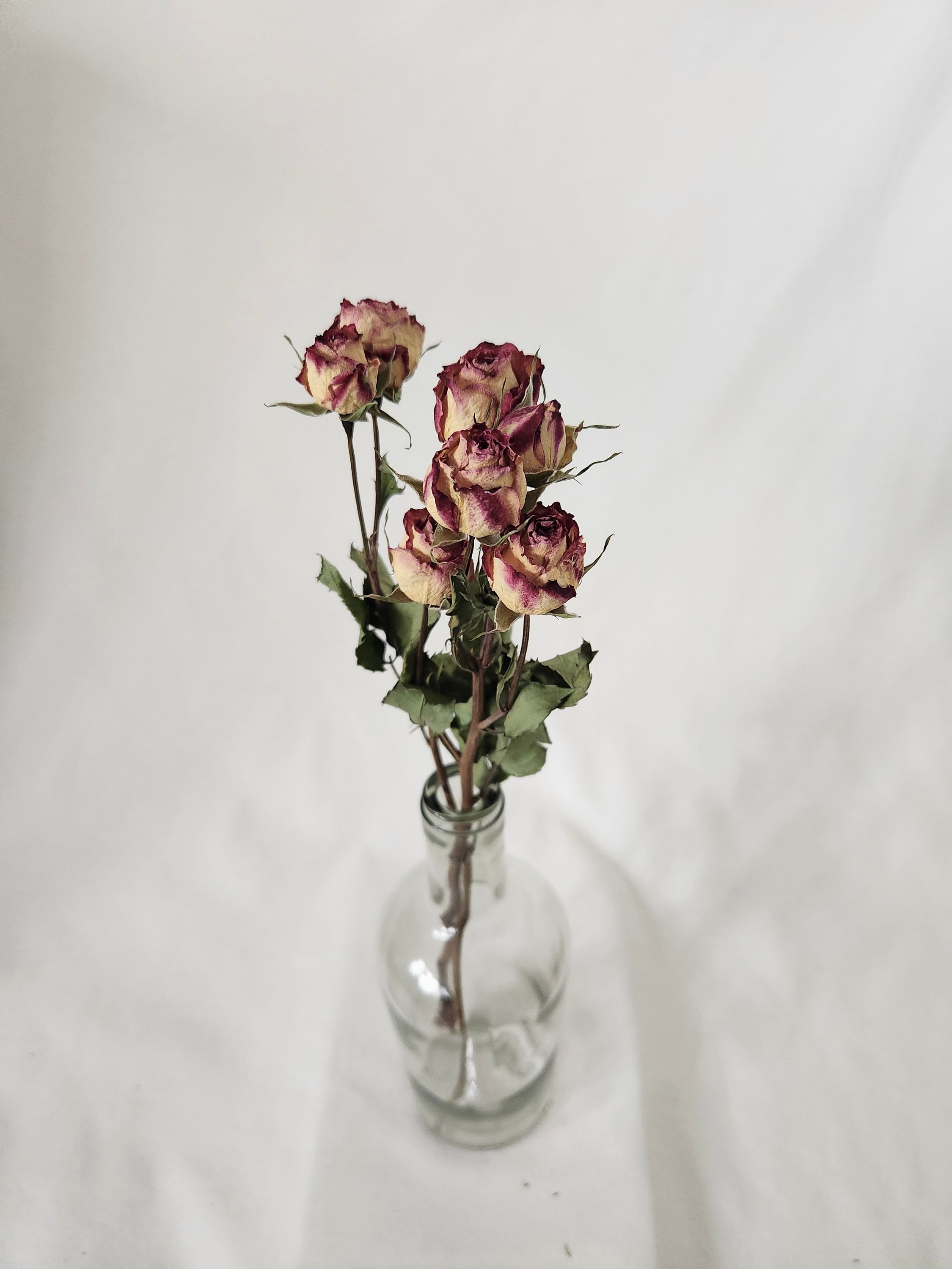 Dried Spray Rose Bunch Natural Colors Dried Rose Bouquet - Etsy