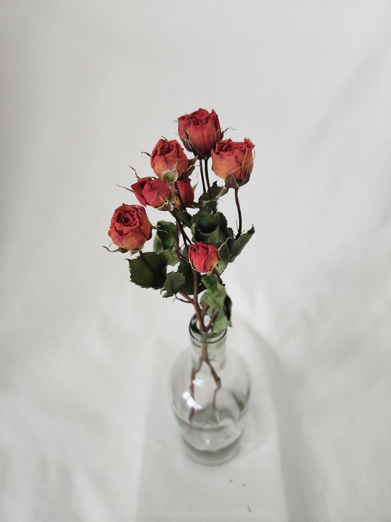 Dried Spray Rose Bunch Natural Colors Dried Rose Bouquet - Etsy