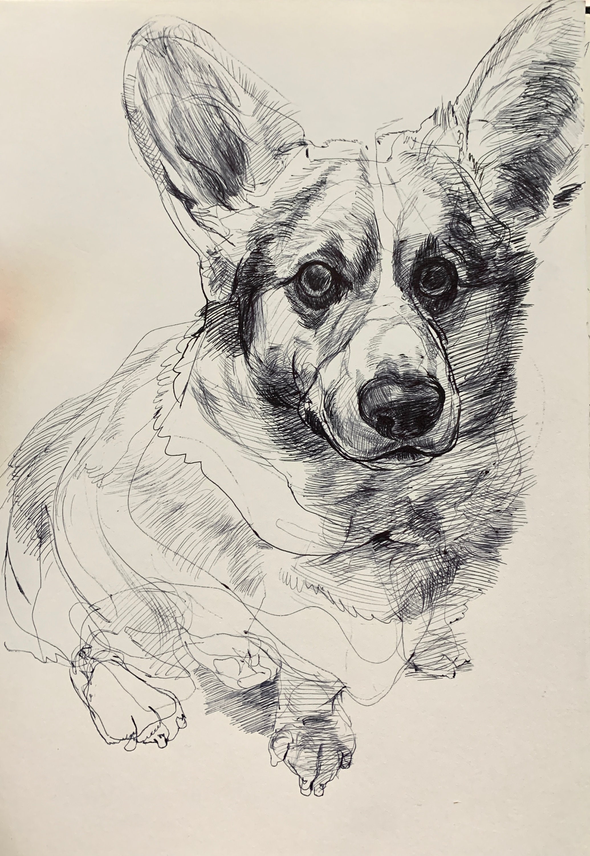 Pet Portrait Drawing - Etsy