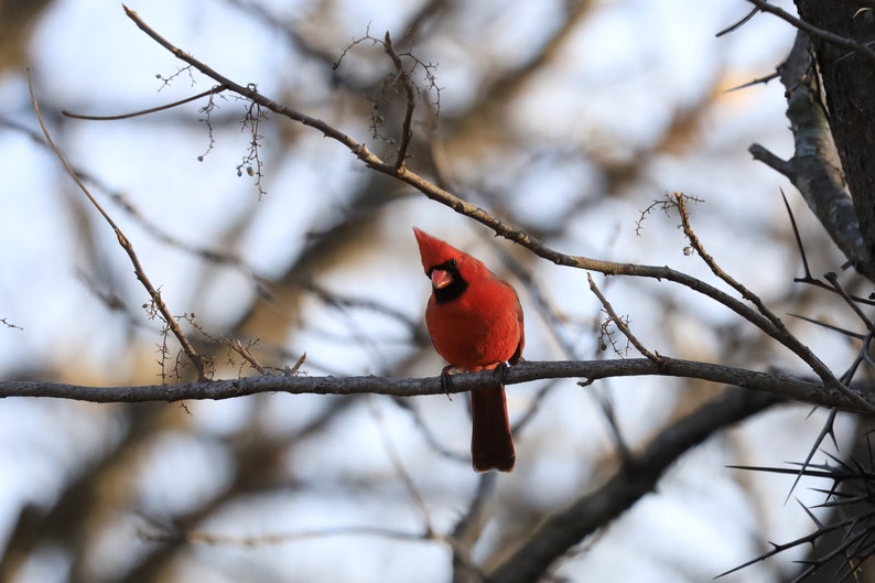 Curious Cardinal Digital File - Etsy