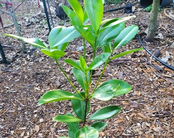 Grumichama Grumixama Eugenia Brasiliensis Brazilian Cherry Tropical ...