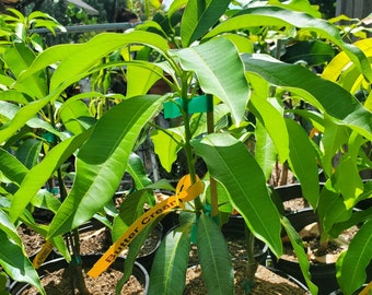 Haden Mango Tree Grafted 3 Gallon - Etsy
