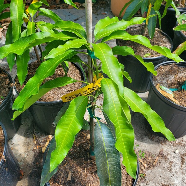 Dwarf Mango Tree - Etsy