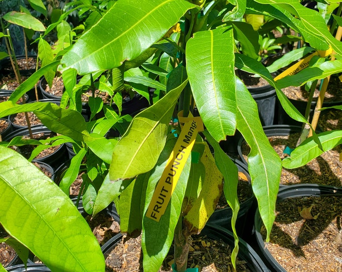 Fruit Punch Mango - Grafted Fruit Tree - 3 Gallon - Etsy