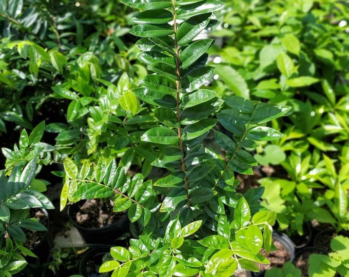 Giant Mulchi plinia Inflata Plant in 1 Gallon Nursery Pot. Sorry, No ...