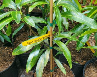 Haden Mango Tree Grafted 3 Gallon - Etsy