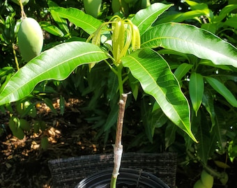 Glenn, Mango Fruit Tree, Professionally Grafted - Etsy