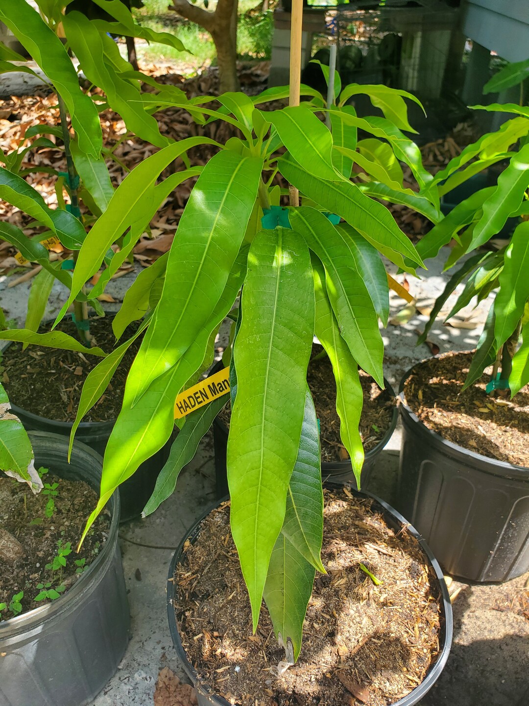 Haden Mango Tree Grafted 3 Gallon - Etsy