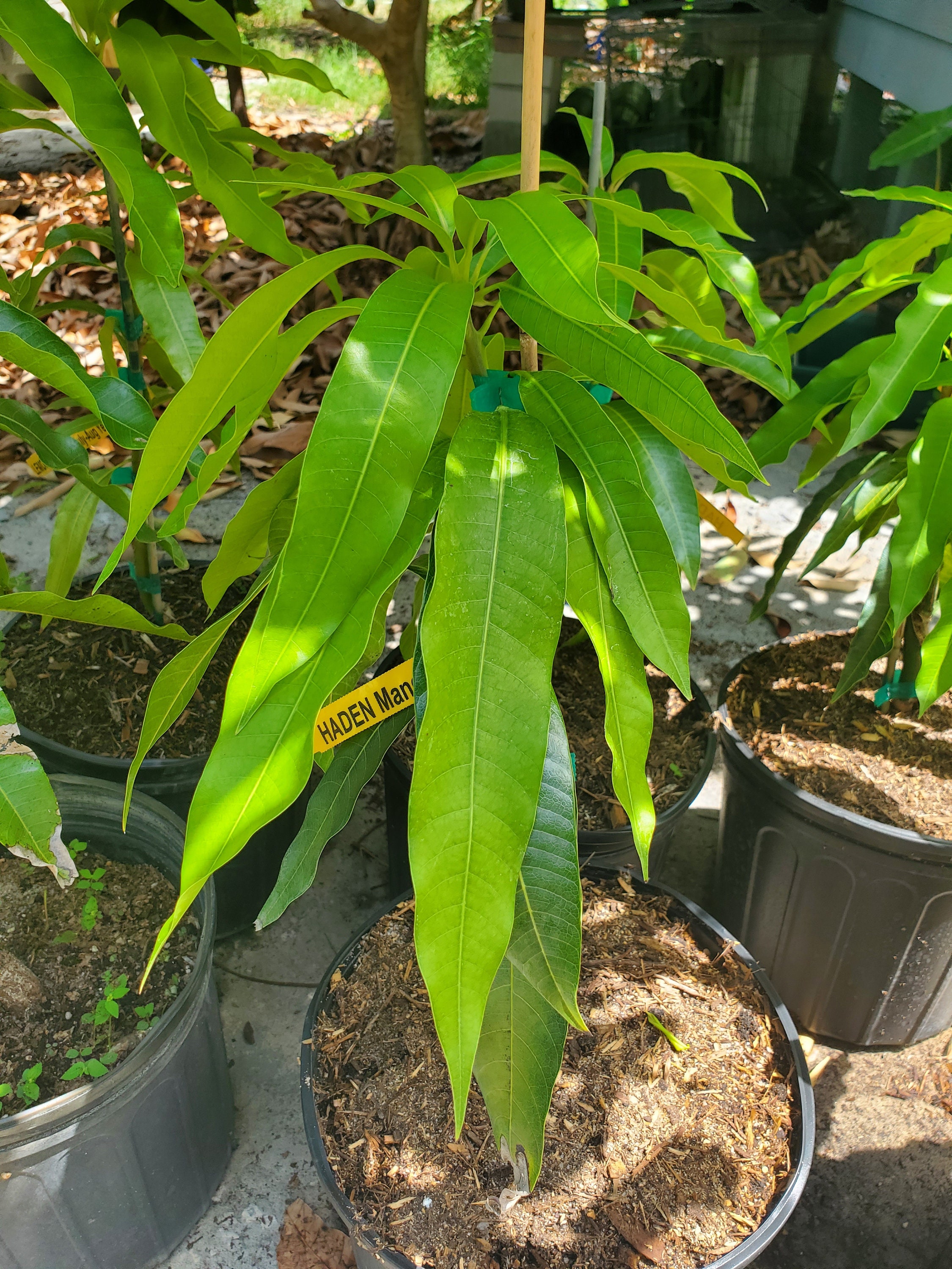 Haden Mango Tree Grafted 3 Gallon - Etsy