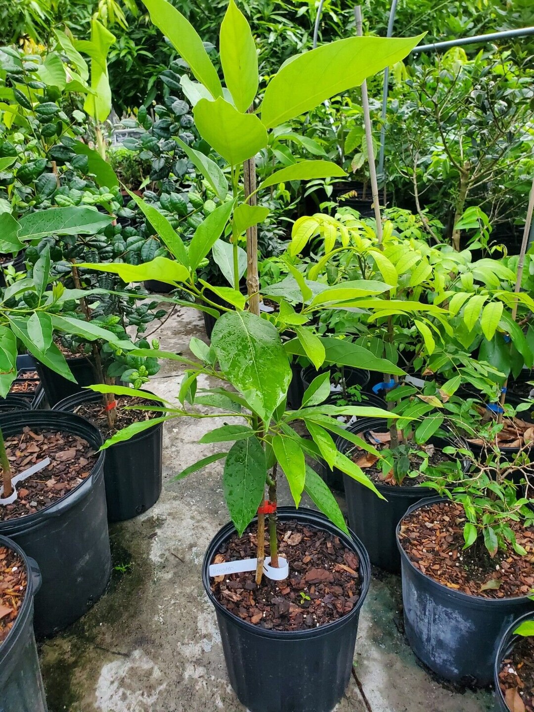 GRAFTED Brogden Avocado grafted 2 Gallon - Etsy