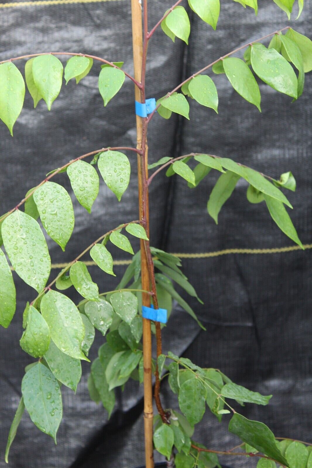 GRAFTED Starfruit Sri Kembangan Fruit Tree 1 Gallon - Etsy