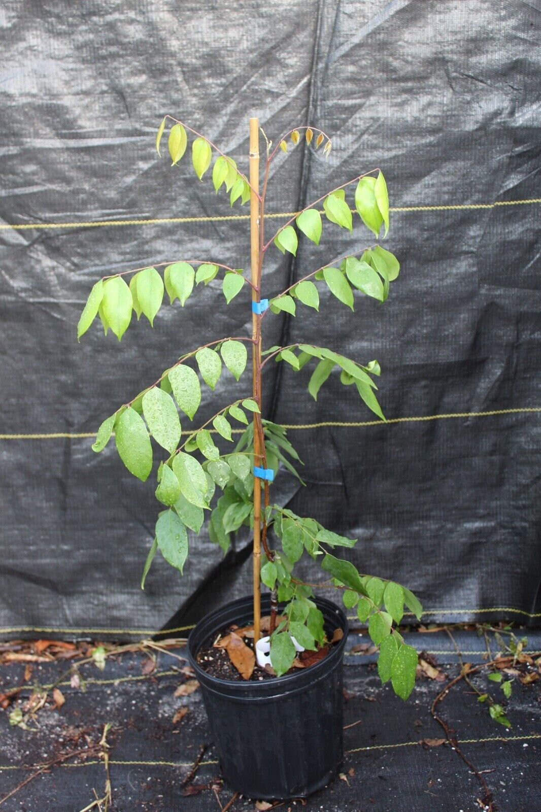GRAFTED Starfruit Sri Kembangan Fruit Tree 1 Gallon - Etsy