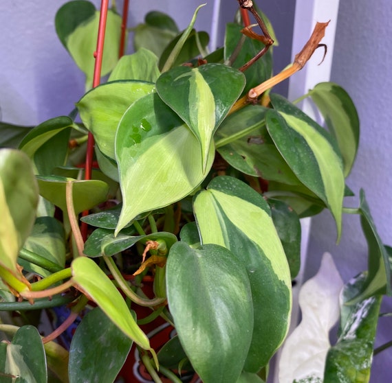 Brazil Pothos Cuttings | Etsy