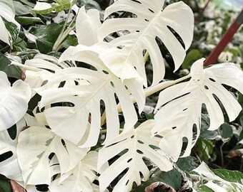 Zeldzame plant zaden - Etsy Nederland