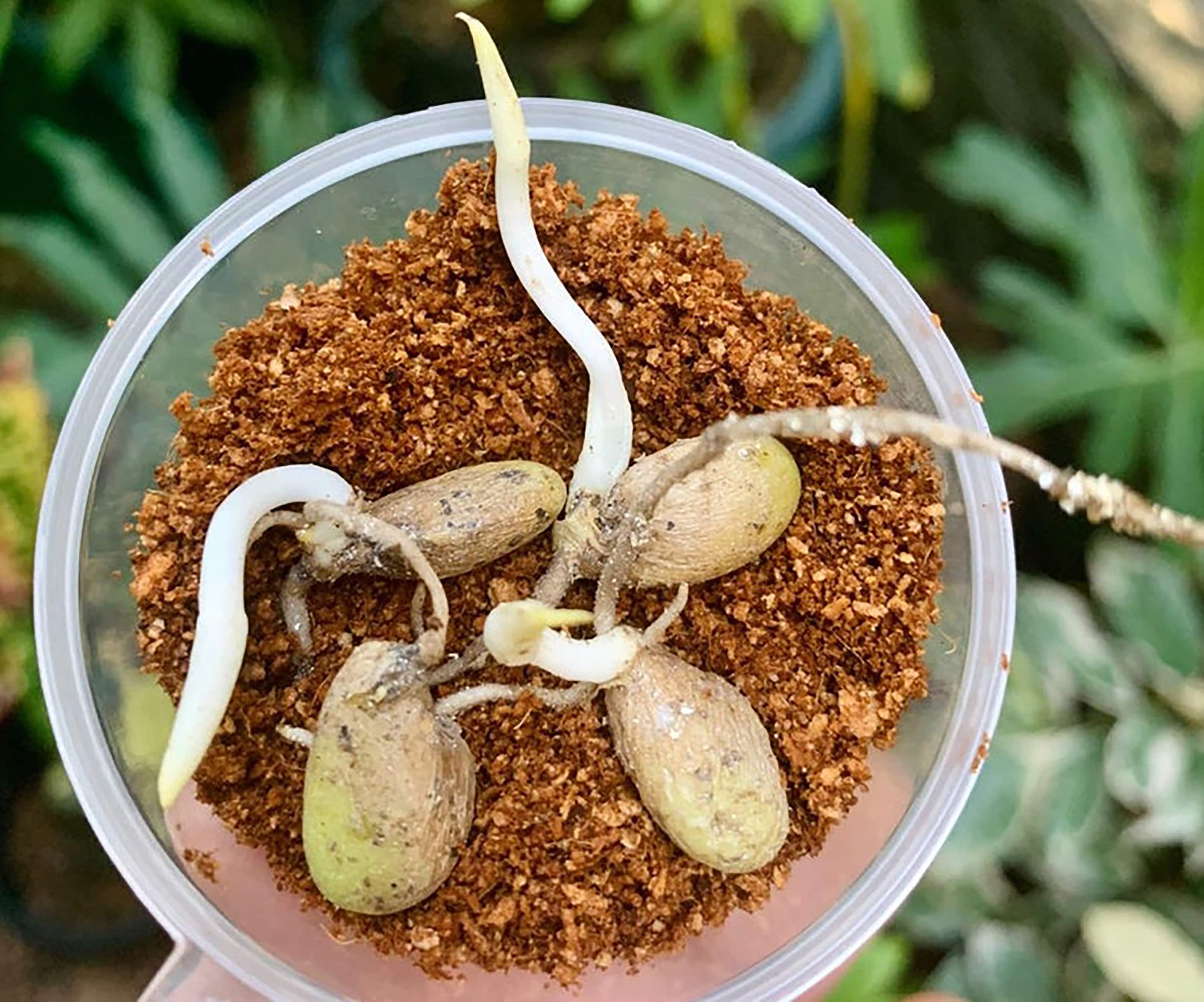 A Quoi Ressemble Une Petite Pousse De Zinnia