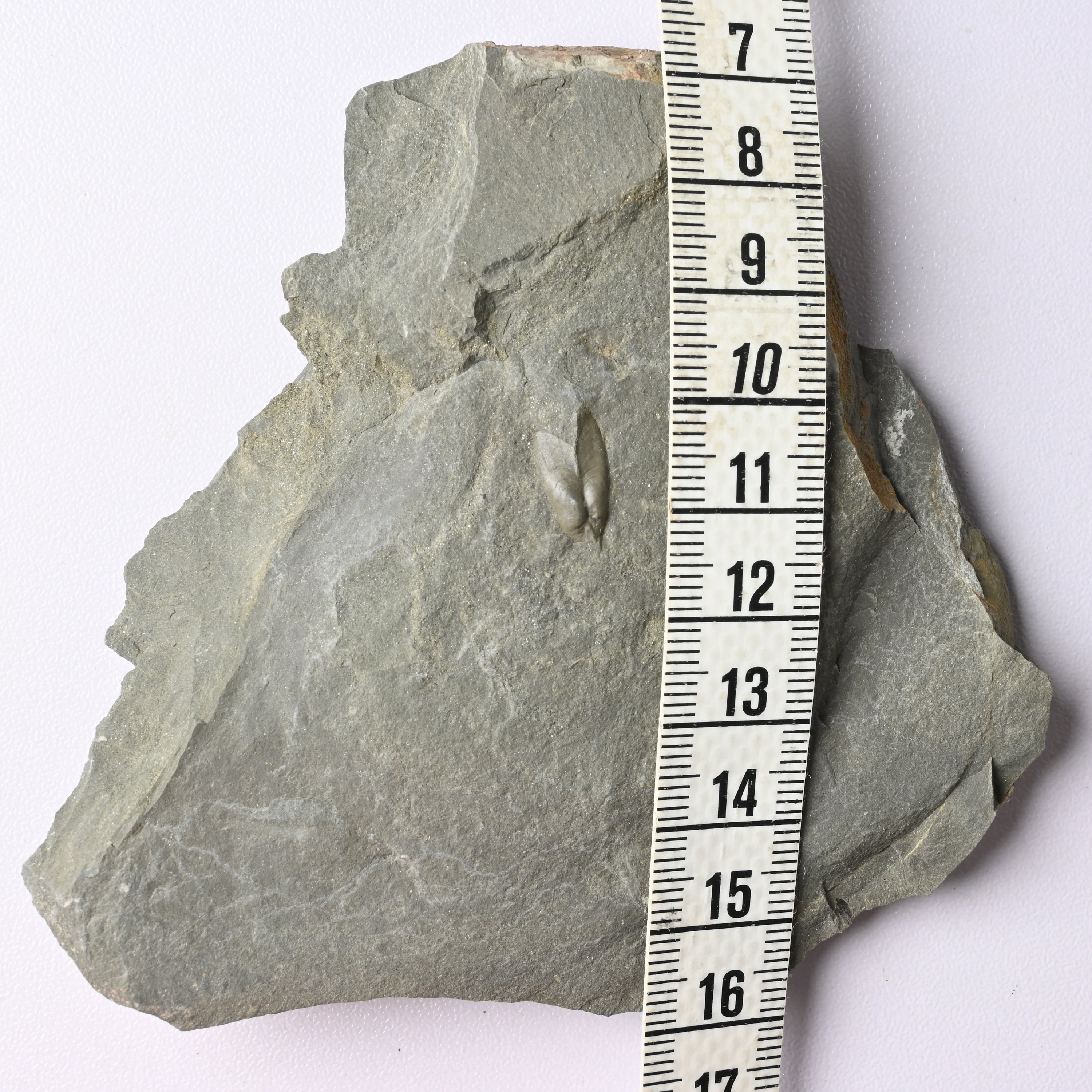 Archanodon Ekpempusa Fossil Bivalve Klerf Formation Mussel Germany ...