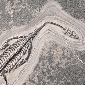 BIG Original Keichousaurus Hui Reptile Skeleton (9") 23cm Fossil on ...