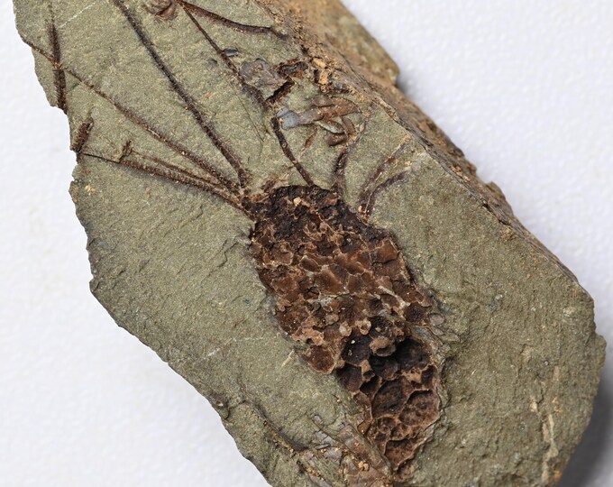 CAMBRIAN Eocrinoid Sinoeocrinus Lui Kaili Biota Guizhou Province China ...