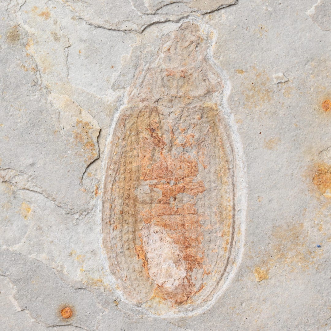 Cretaceous Beetle Fossil Insect Coleoptera in Limestone With Elytra ...